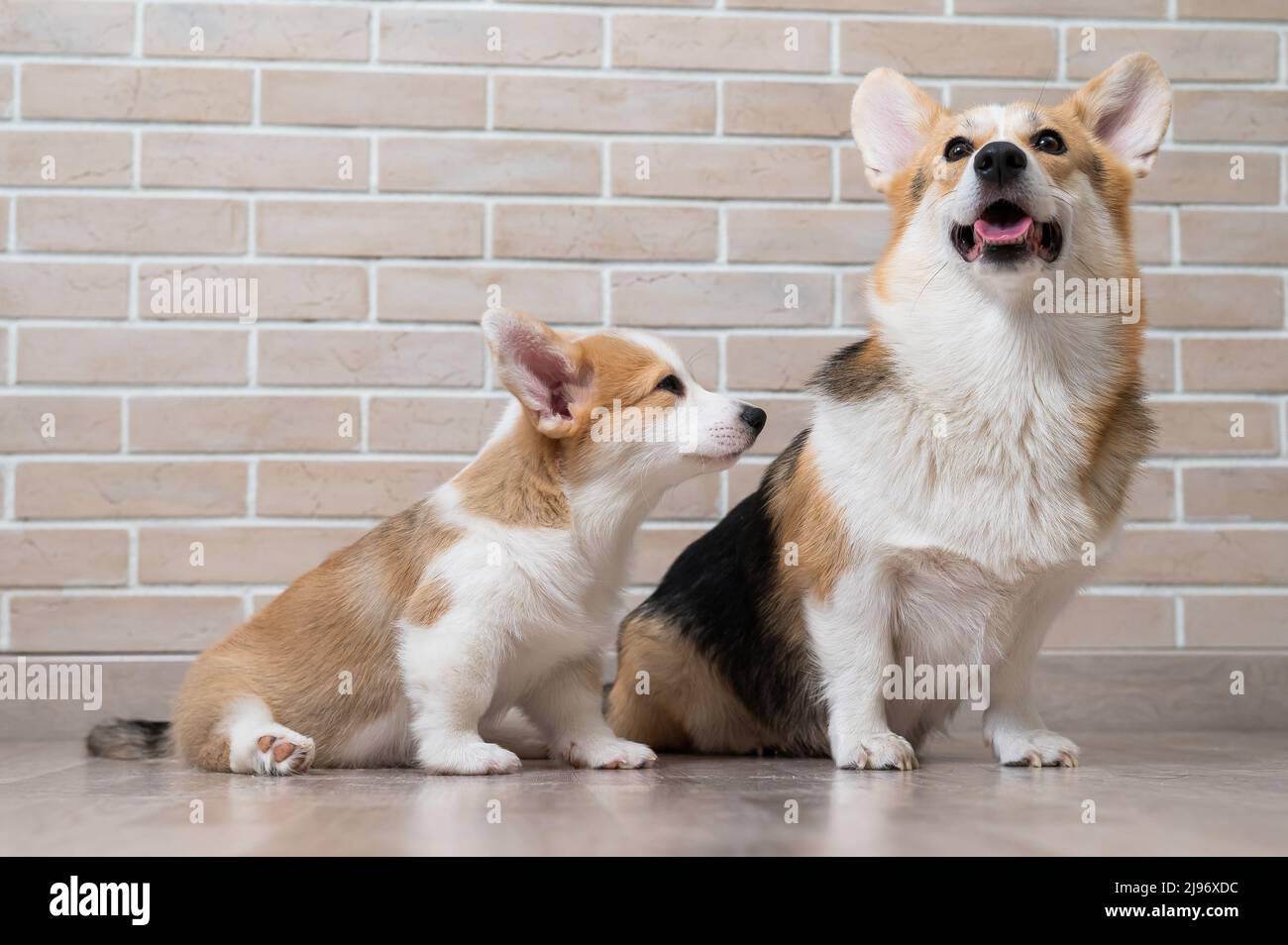 Corgi puppy with mom hi-res stock photography and images - Alamy