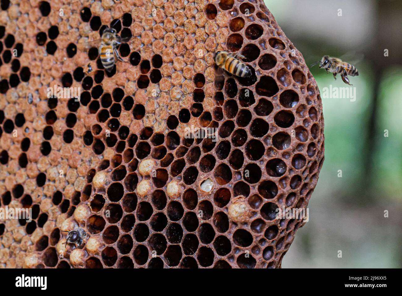 May 18, 2022, Nairobi, Kenya: Drone bees work on the brood at National ...