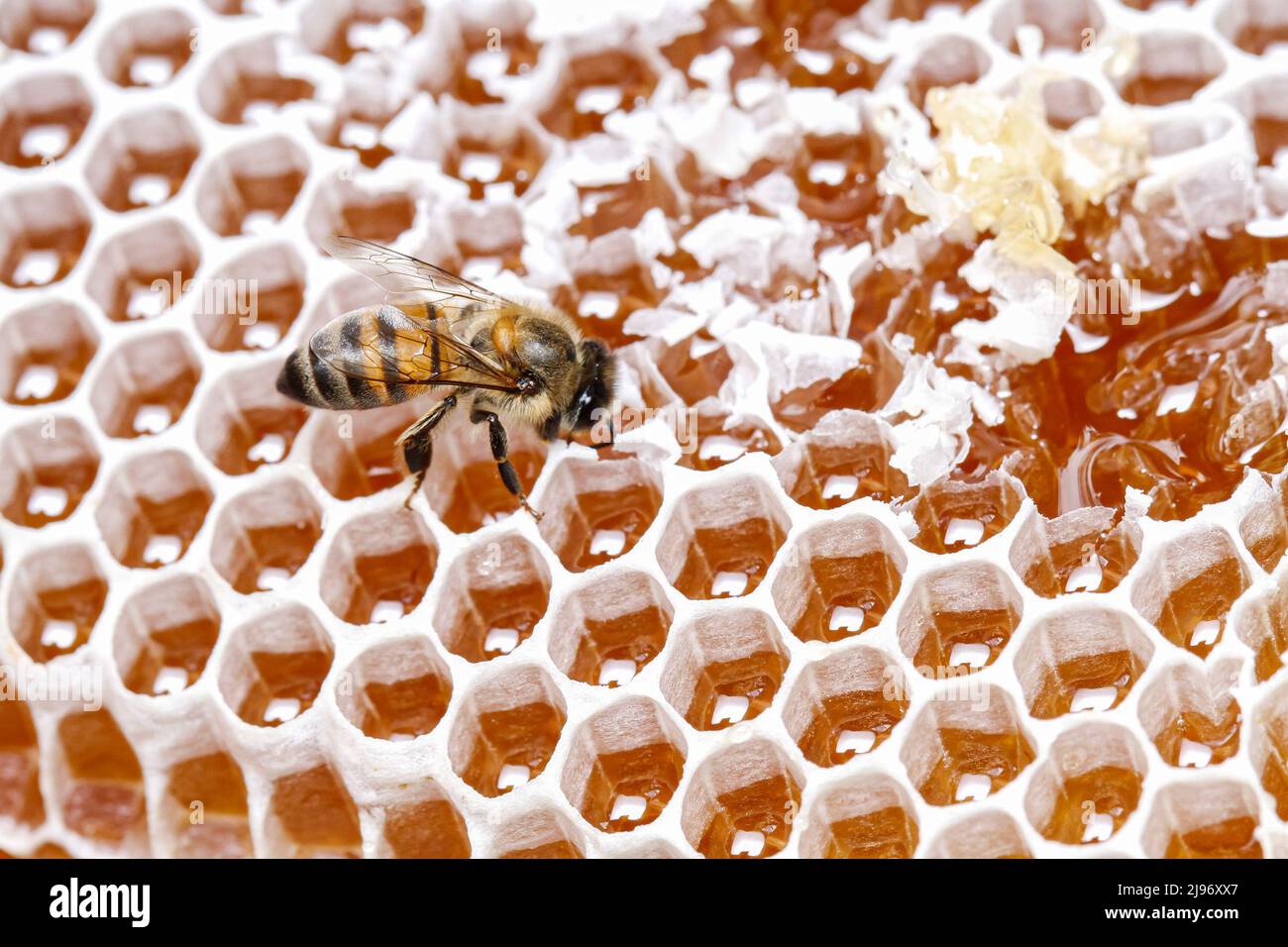 Big honey comb hi-res stock photography and images - Alamy