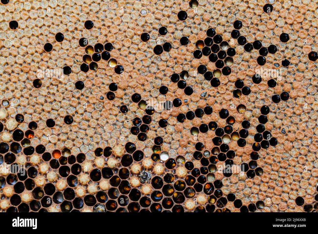 May 18, 2022, Nairobi, Kenya: A bee brood from one of the hives at ...