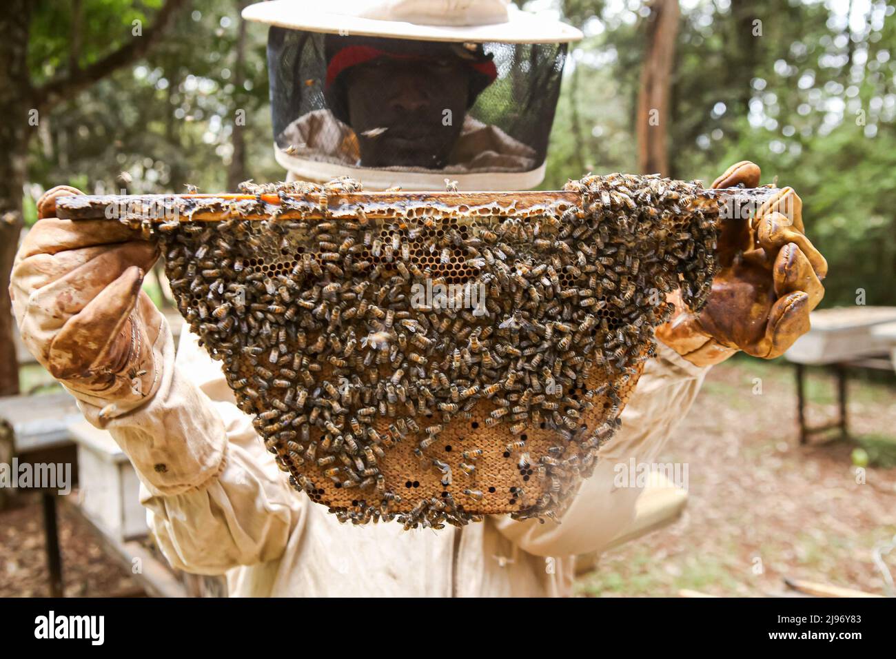 May 18, 2022, Nairobi, Kenya: An instructor at the National beekeeping ...