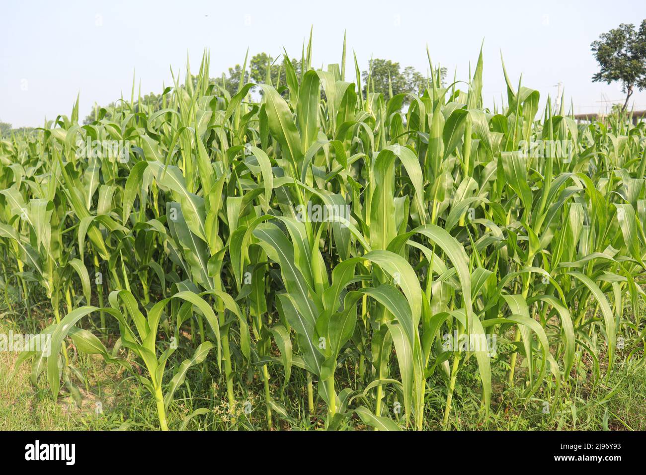 Maize tree hi-res stock photography and images - Alamy