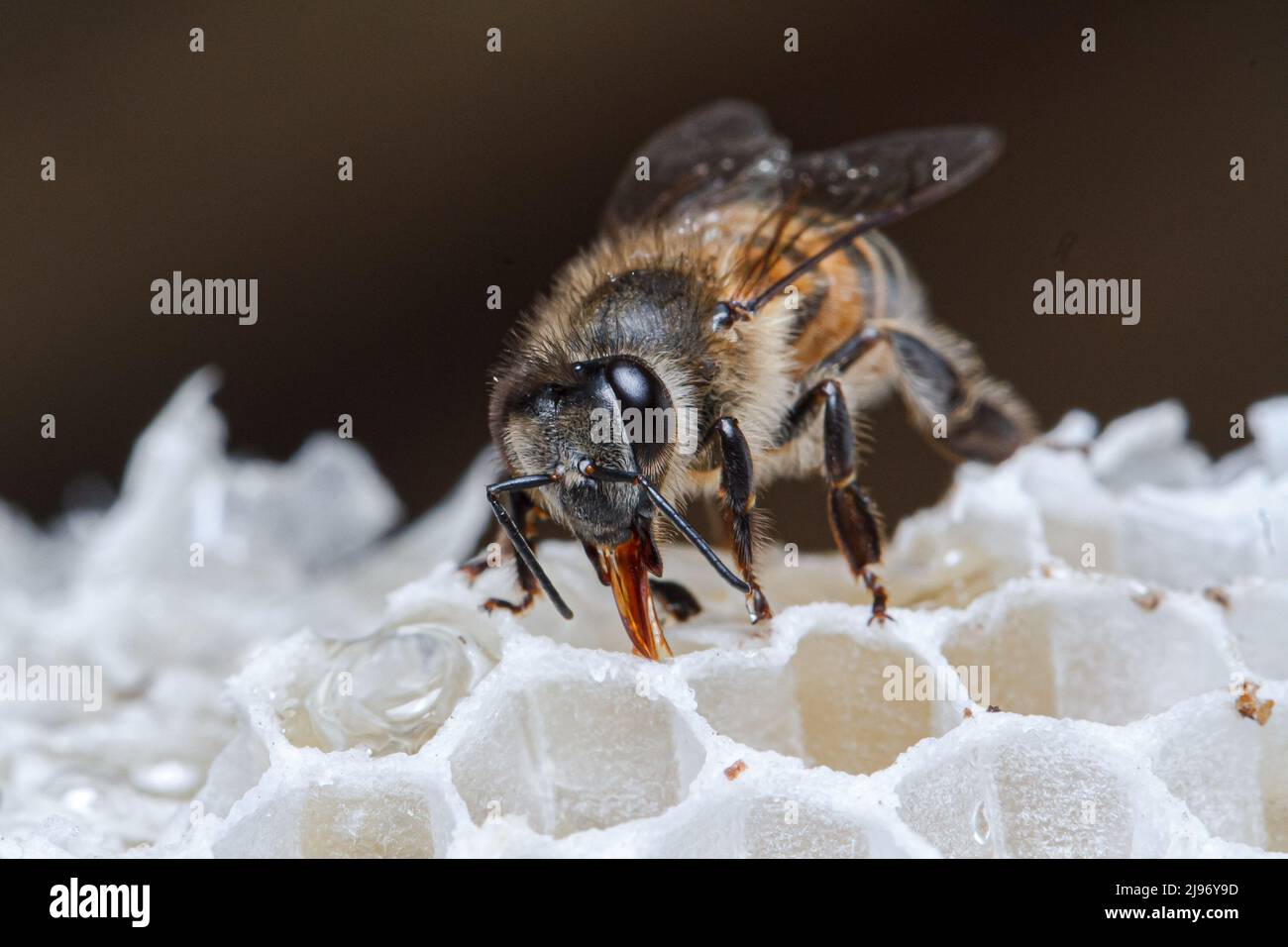 April 13, 2022, Nairobi, Kenya: A honeybee feeding on honey in one of ...