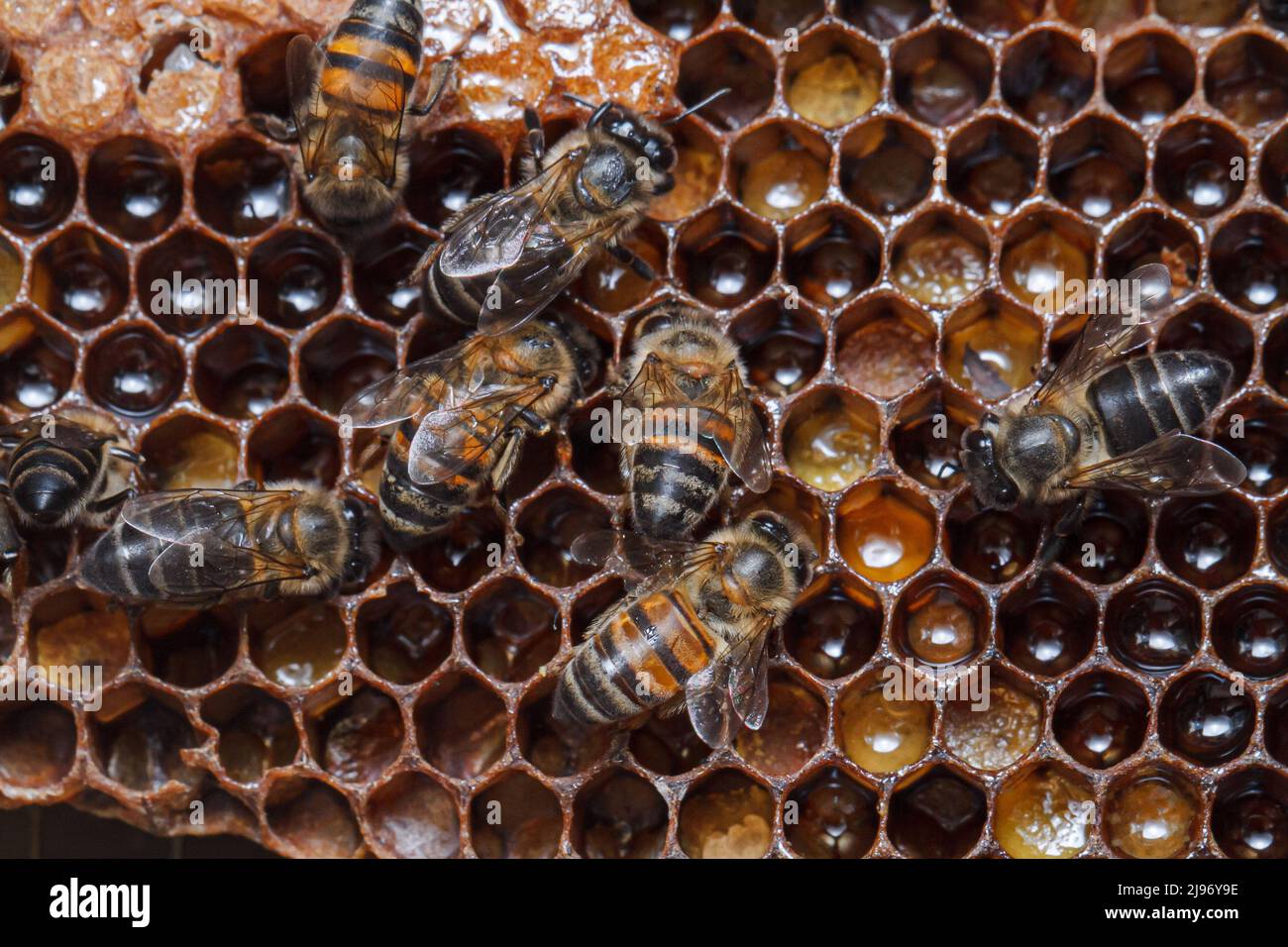 April 13, 2022, Nairobi, Kenya: Honeybees feeding on honey in one of ...