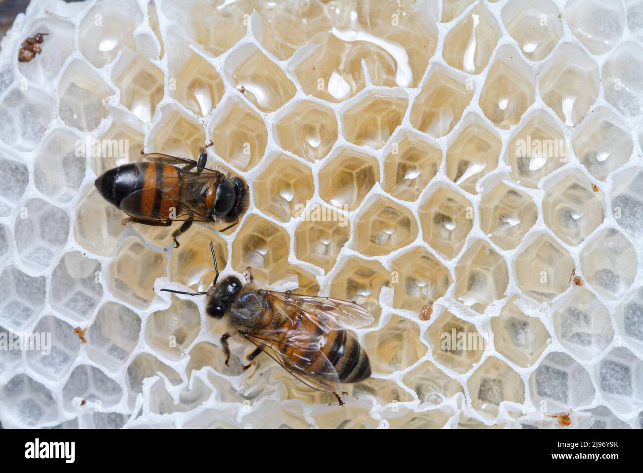 April 13, 2022, Nairobi, Kenya: Honeybees feeding on honey in one of ...