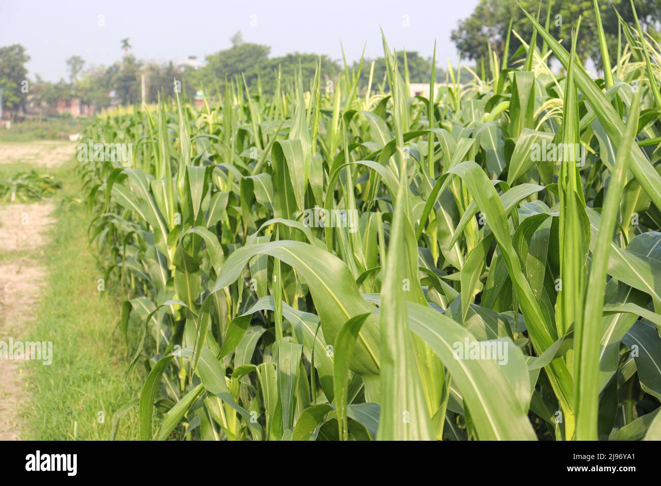Green maize tree hi-res stock photography and images - Alamy