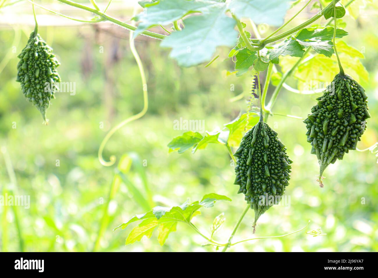 Fresh and Healthy Raw Bitter melon Stock on tree in farm for harvest ...