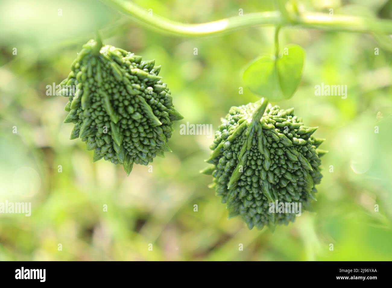 Fresh and Healthy Raw Bitter melon Stock on tree in farm for harvest ...