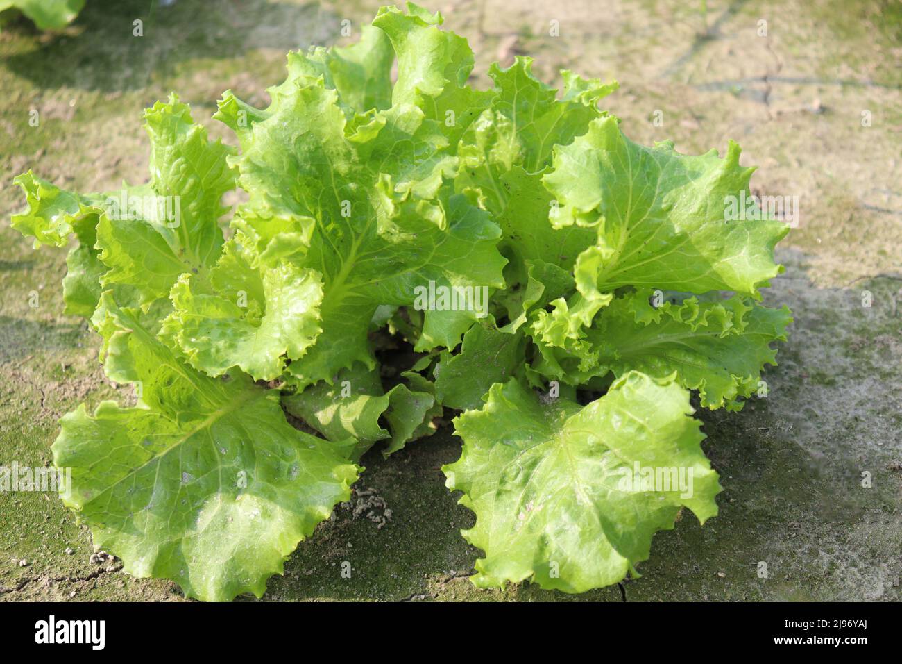 tasty and healthy green colored lettuce leaf on farm for harvest Stock ...