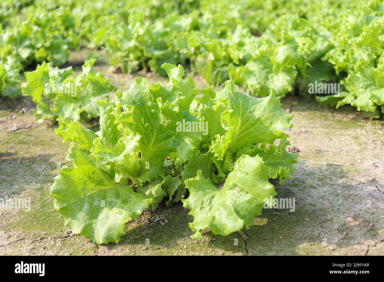 tasty and healthy green colored lettuce leaf on farm for harvest Stock ...