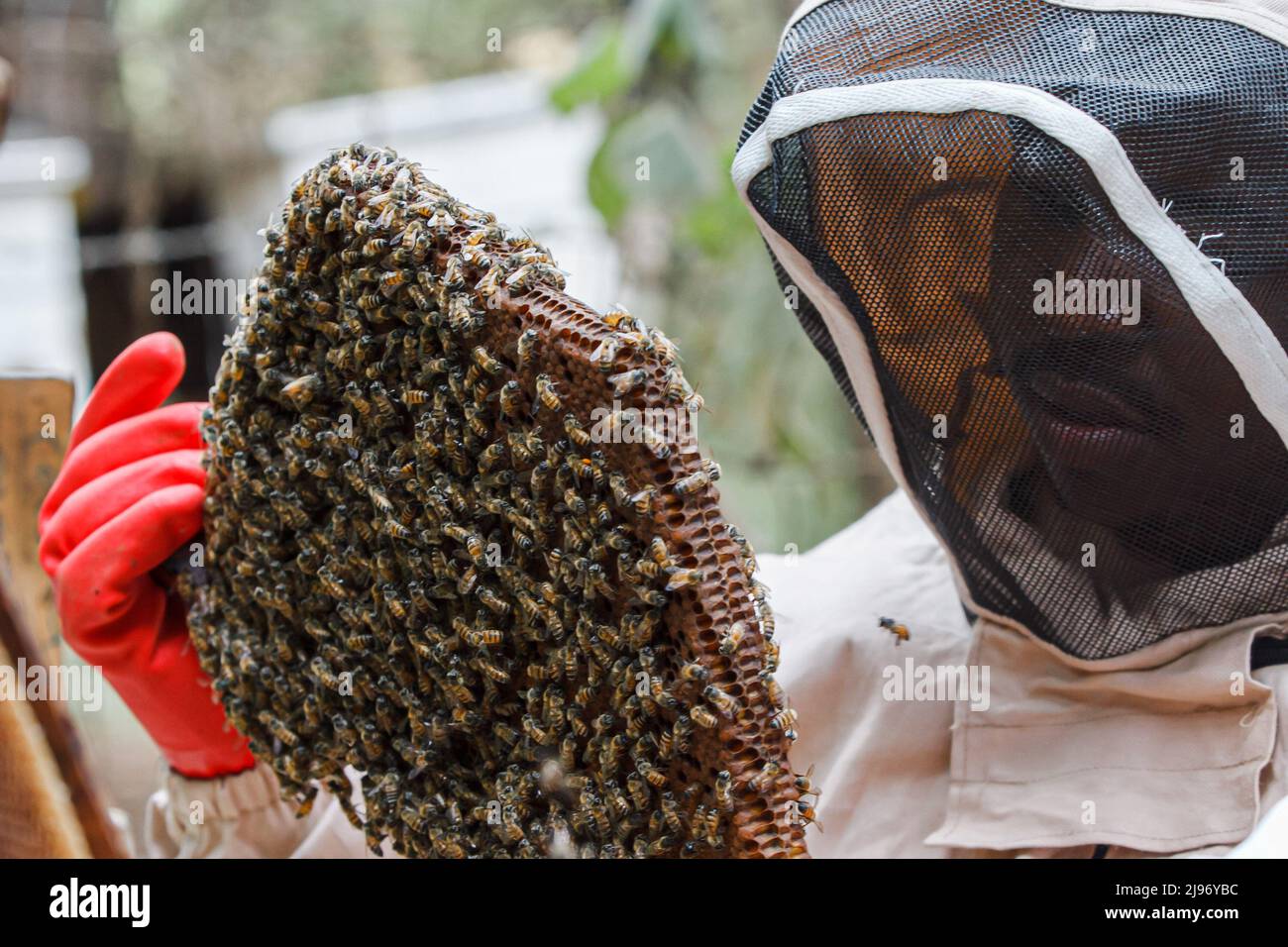 April 13, 2022, Nairobi, Kenya: A beekeeping trainee at the National ...
