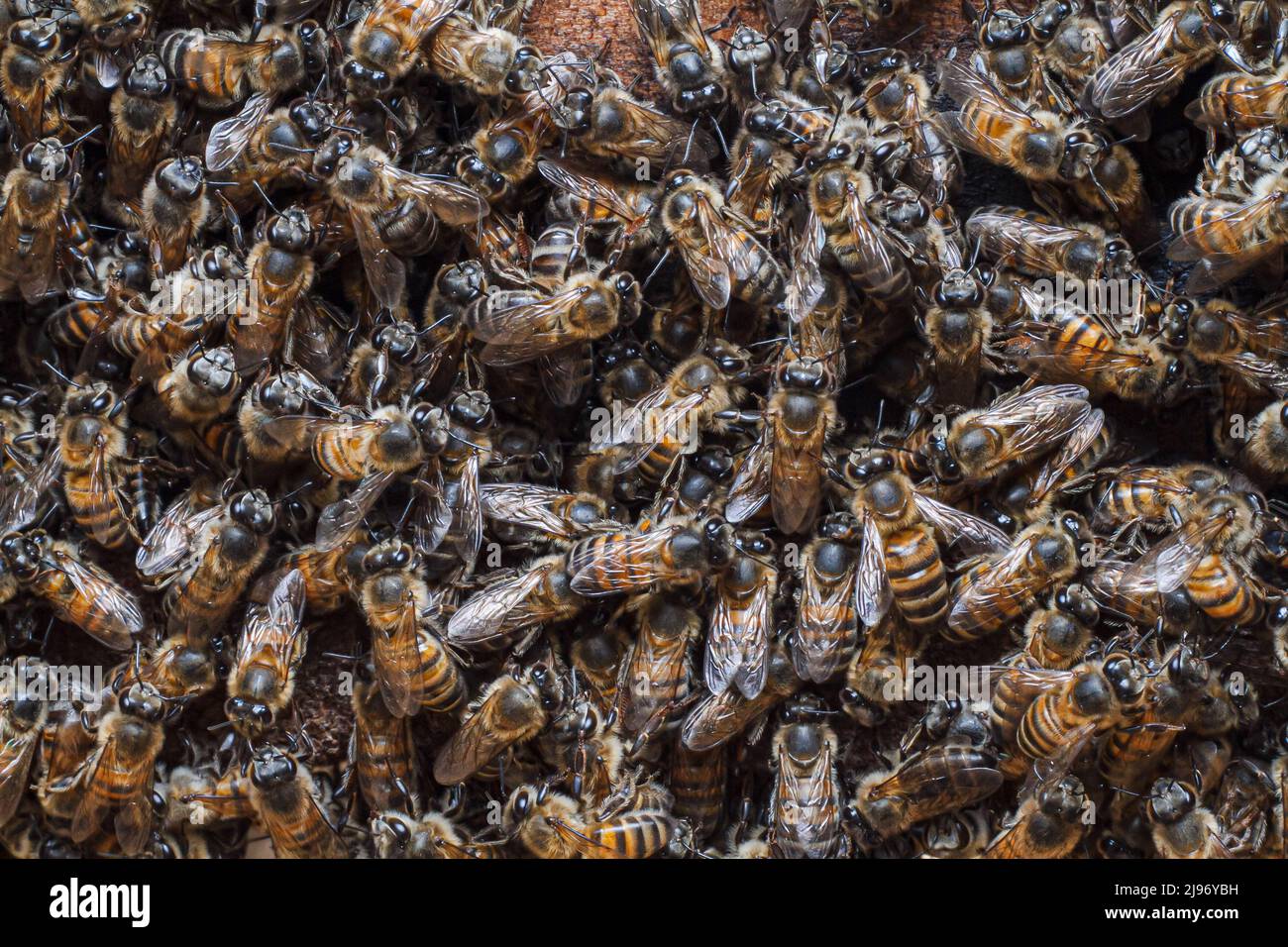 April 13, 2022, Nairobi, Kenya: Honeybees seen entering the hive at ...