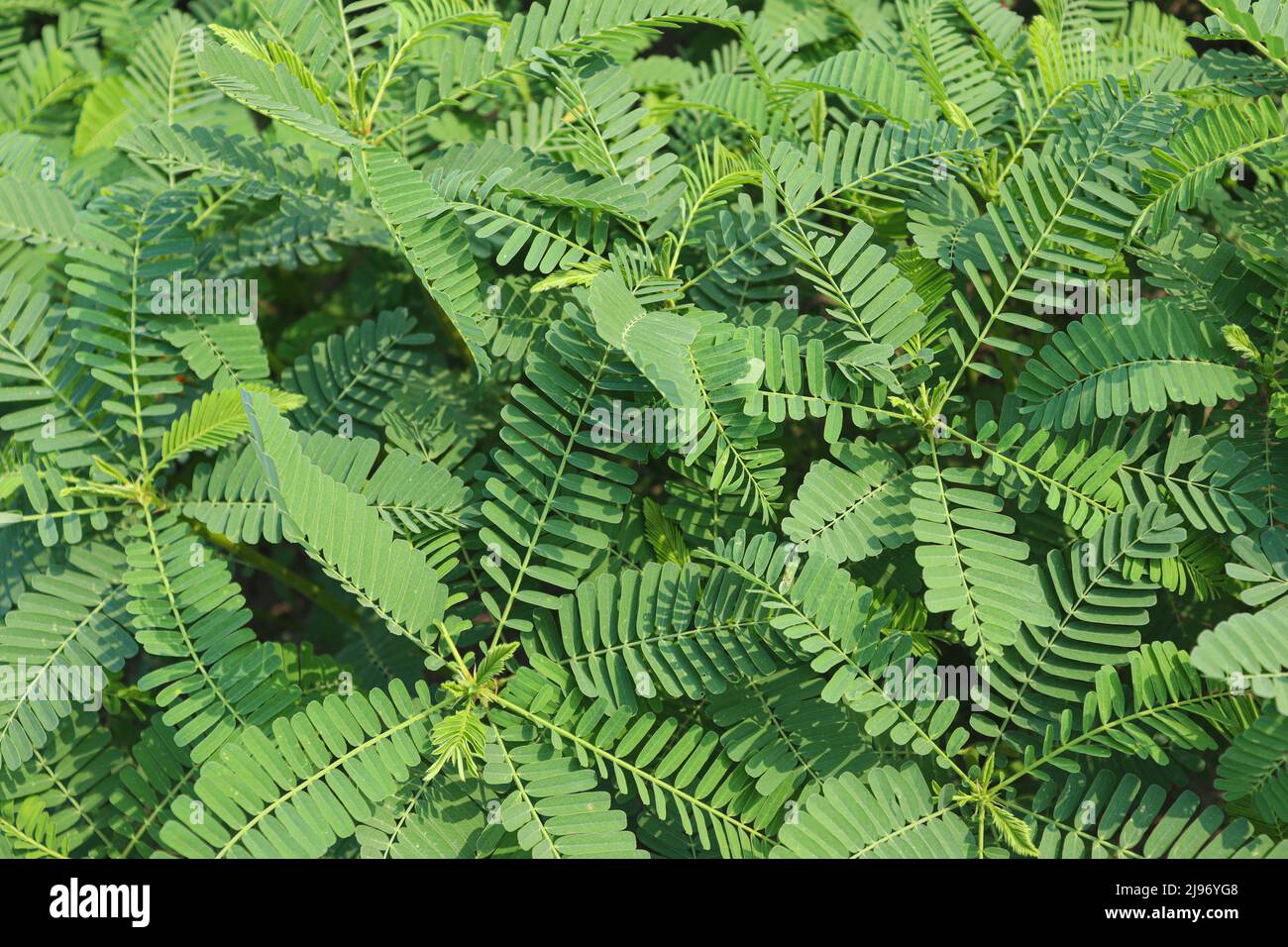 green colored dhaincha tree on farm for fueling Stock Photo - Alamy