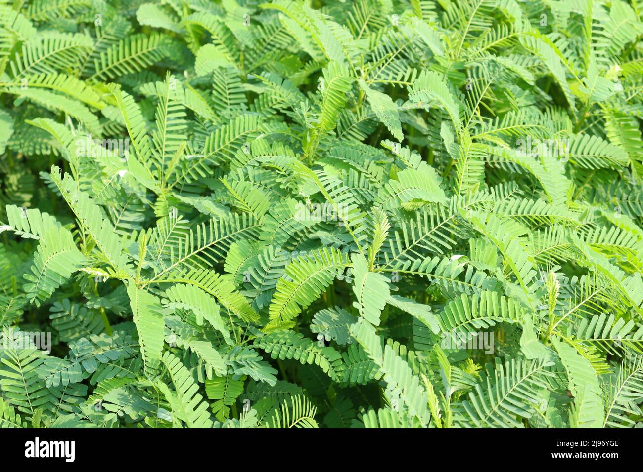 green colored dhaincha tree on farm for fueling Stock Photo - Alamy