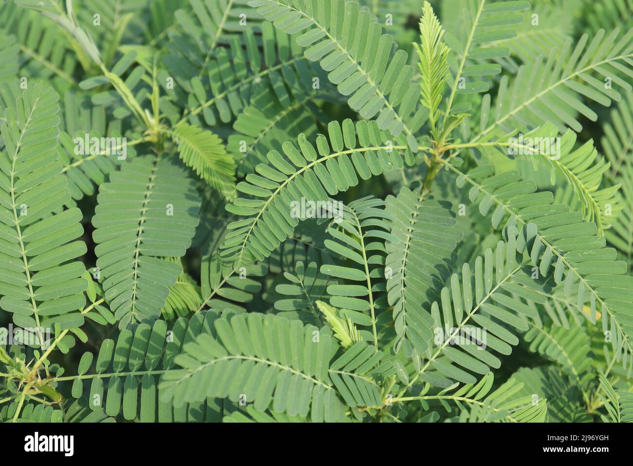 green colored dhaincha tree on farm for fueling Stock Photo - Alamy