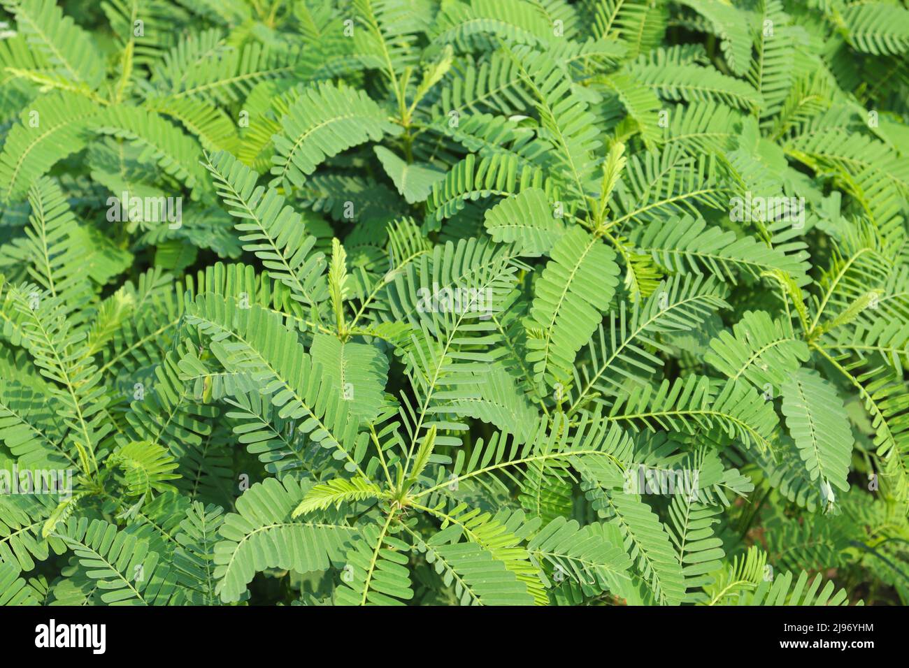 green colored dhaincha tree on farm for fueling Stock Photo - Alamy