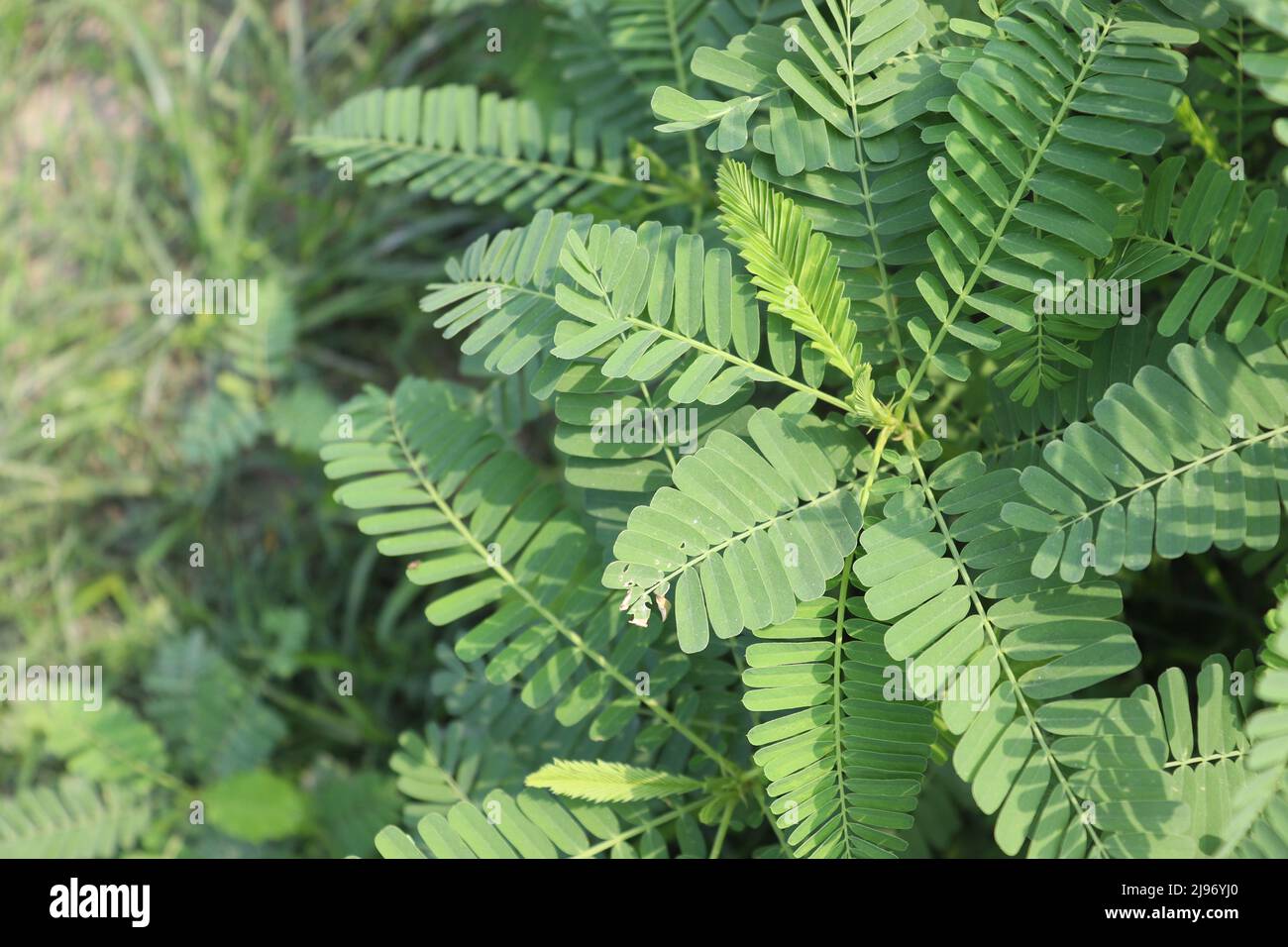 green colored dhaincha tree on farm for fueling Stock Photo - Alamy