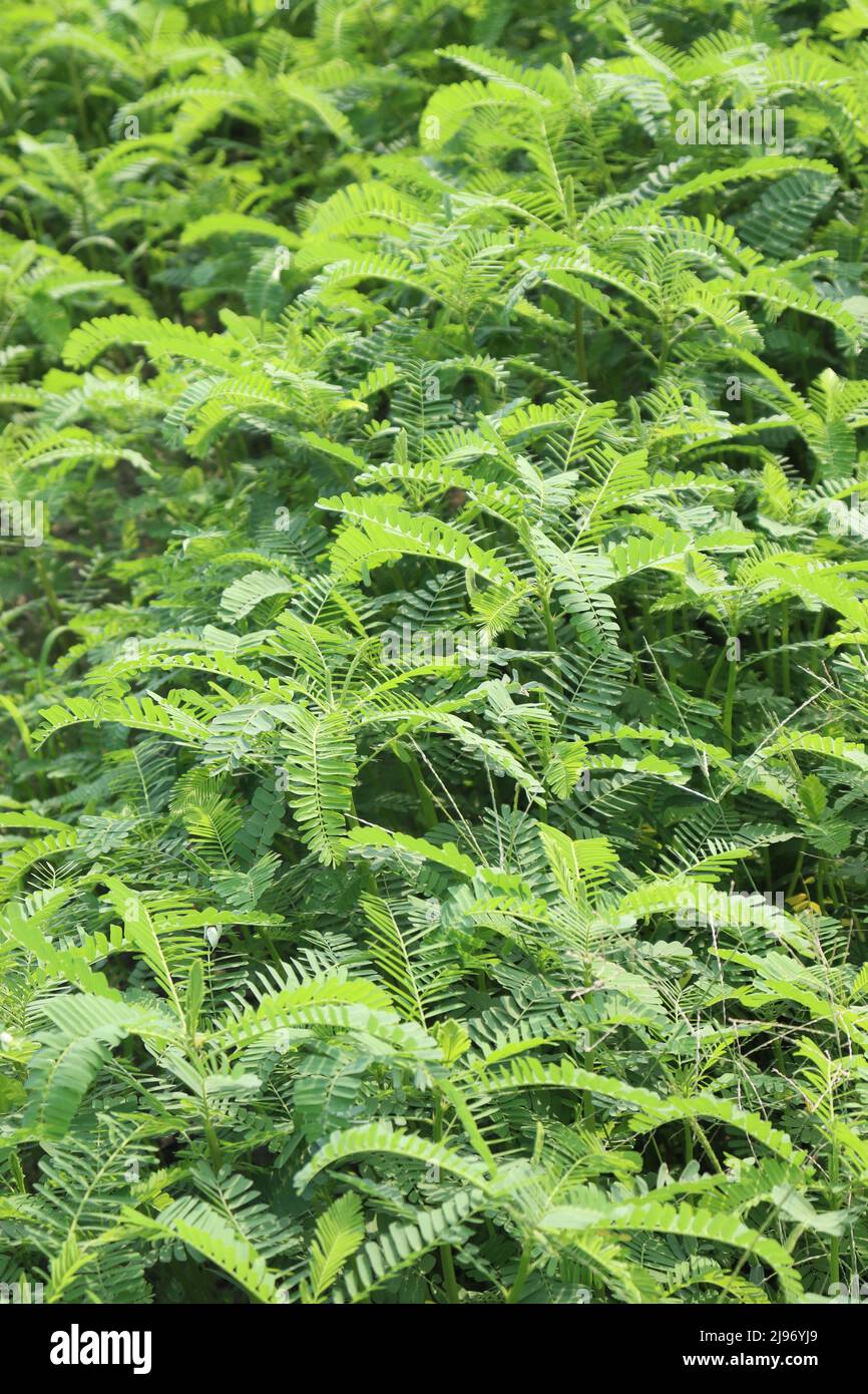 green colored dhaincha tree on farm for fueling Stock Photo - Alamy