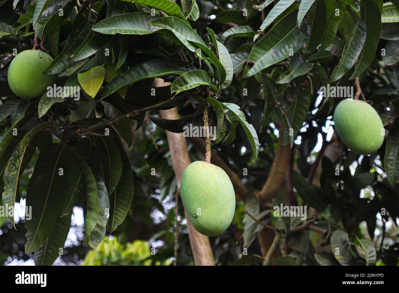 Raw mango on tree hi-res stock photography and images - Alamy