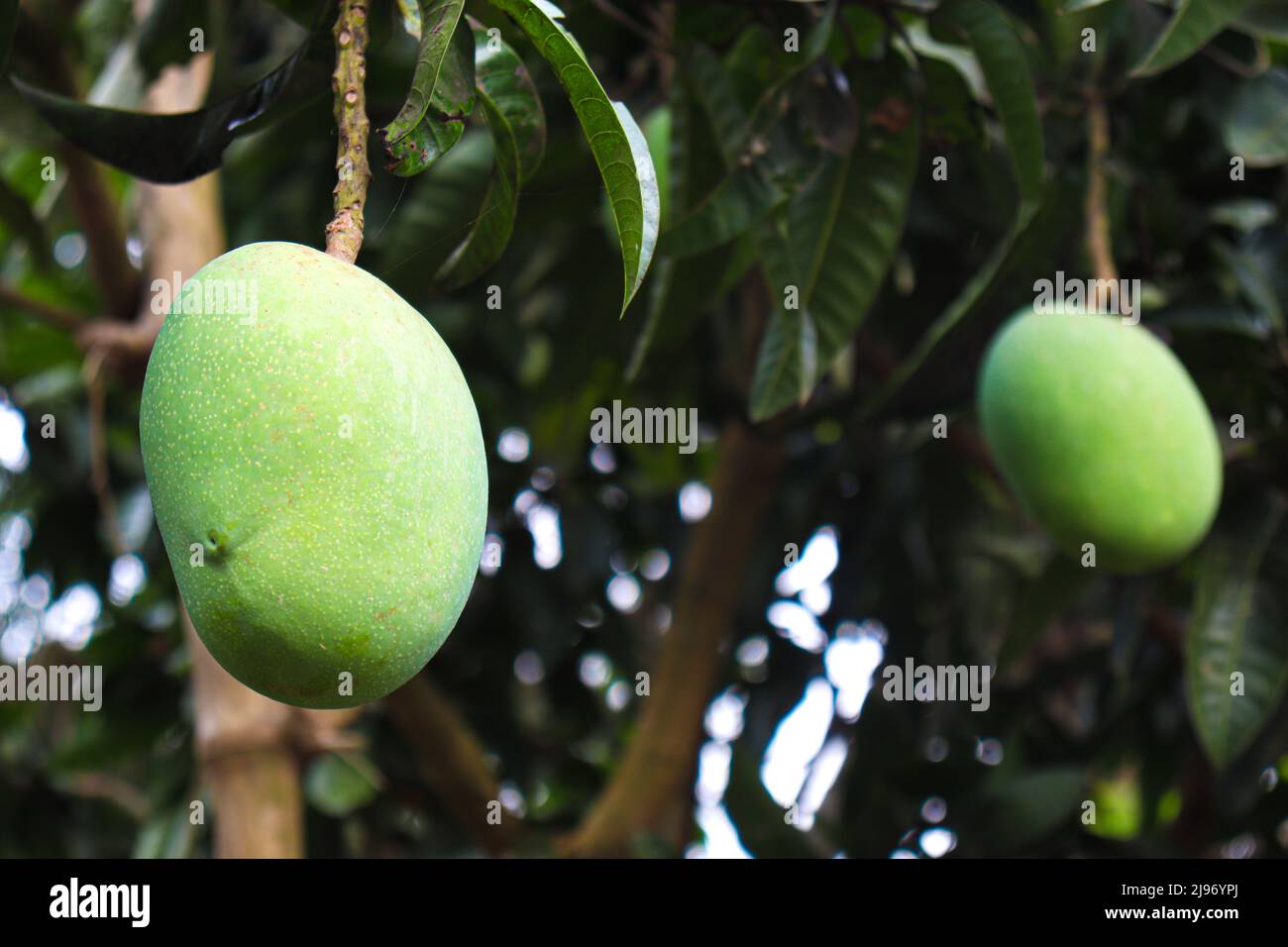 green raw mango on tree in the farm for harvest and eat Stock Photo - Alamy