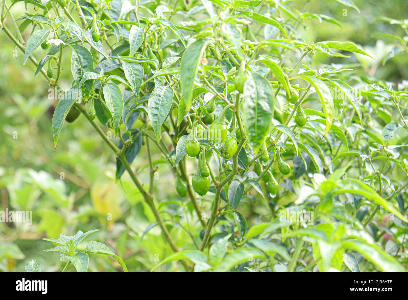 green colored chili on tree in farm for harvest Stock Photo - Alamy