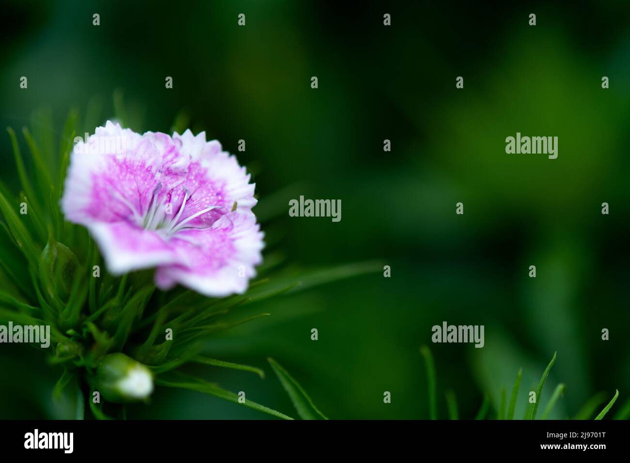 Dianthus chinensis (China Pink) flower on nature green background ...