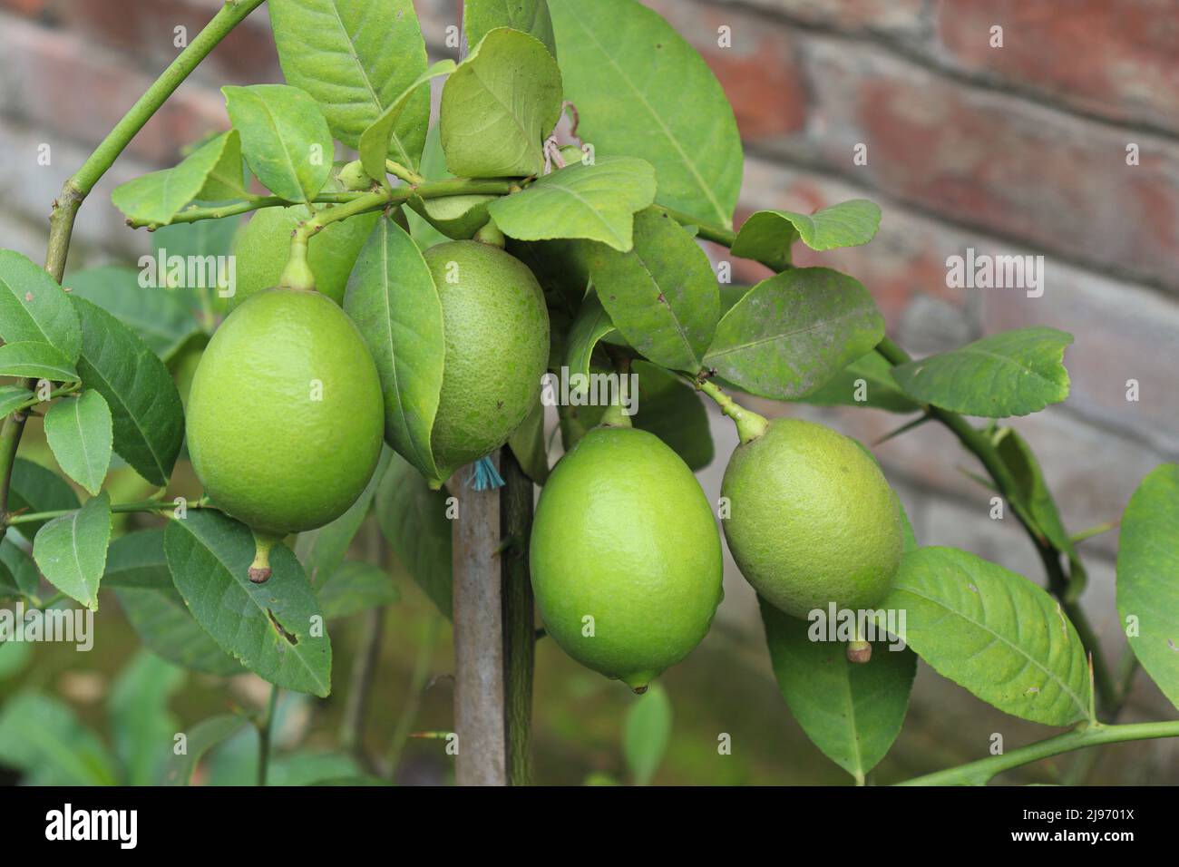 tasty and healthy green lemon on tree in the farm for harvest Stock ...