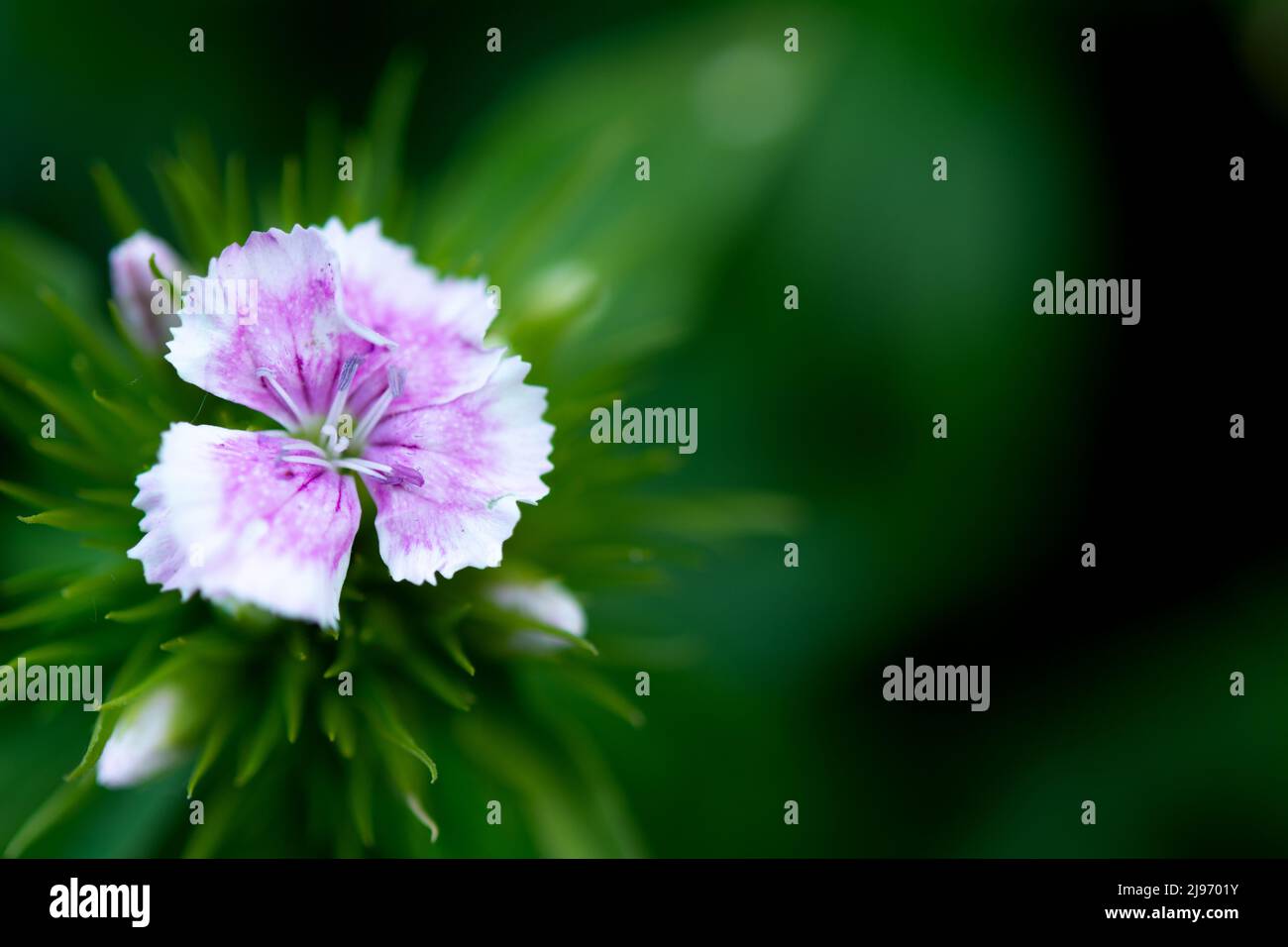 Dianthus chinensis (China Pink) flower on nature green background ...