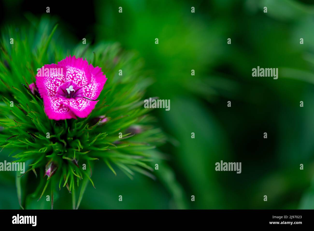 Dianthus chinensis (China Pink) flower on nature green background ...