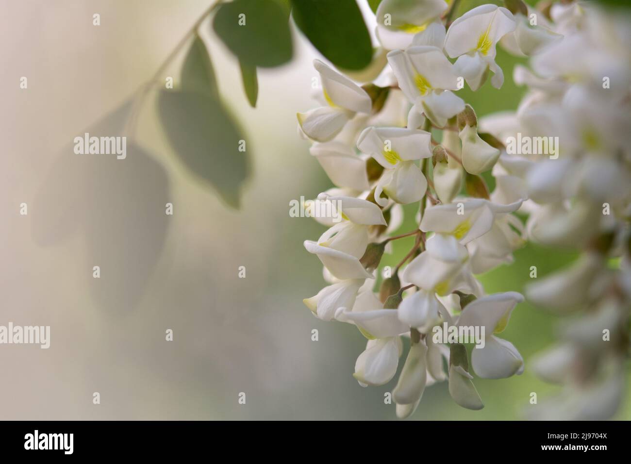 White acacia flower tree. Robinia pseudoacacia flowers on the spring ...