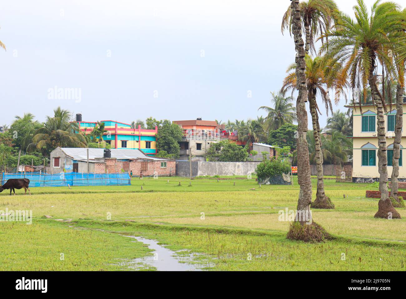 Bangladeshi forest hi-res stock photography and images - Alamy