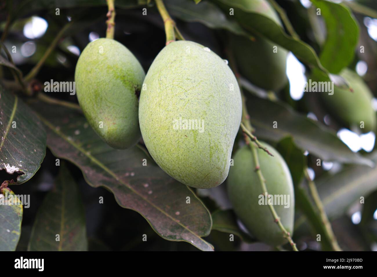 green raw mango on tree in the farm for harvest and eat Stock Photo - Alamy