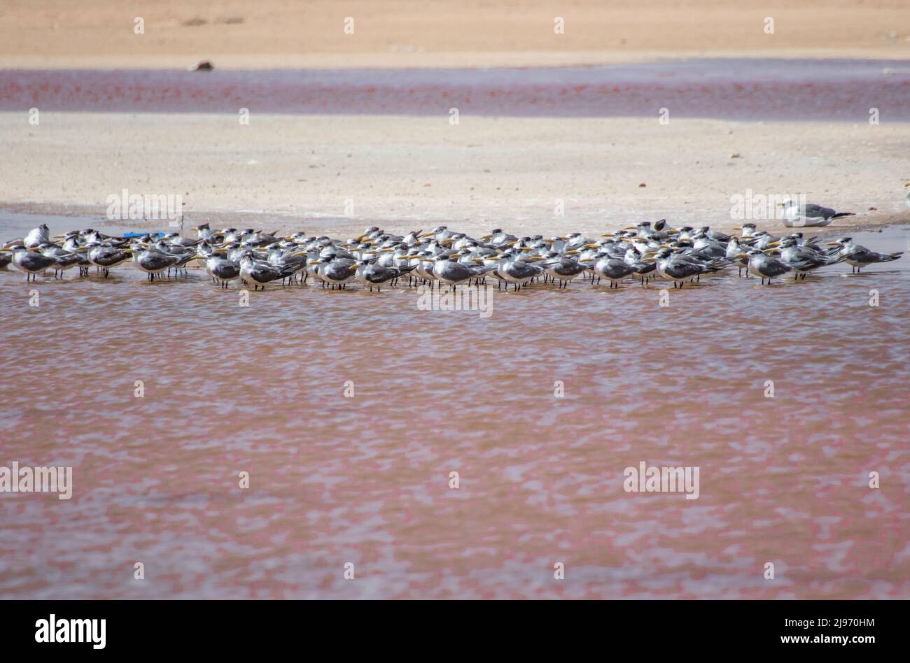 Oman pink lake hi-res stock photography and images - Alamy