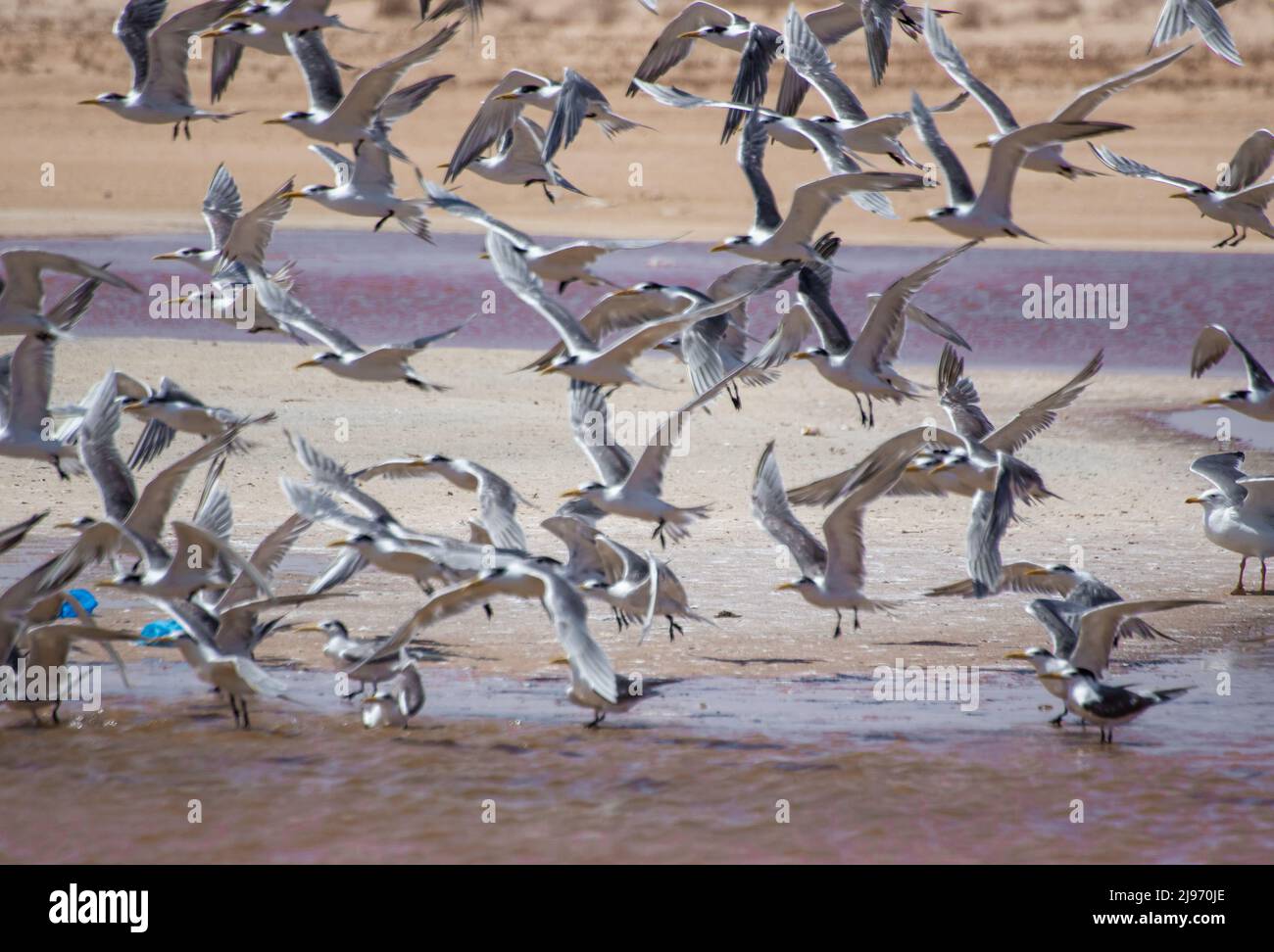 Along the seaside between Muscat and Al-Ashkhara it's not so uncommon ...