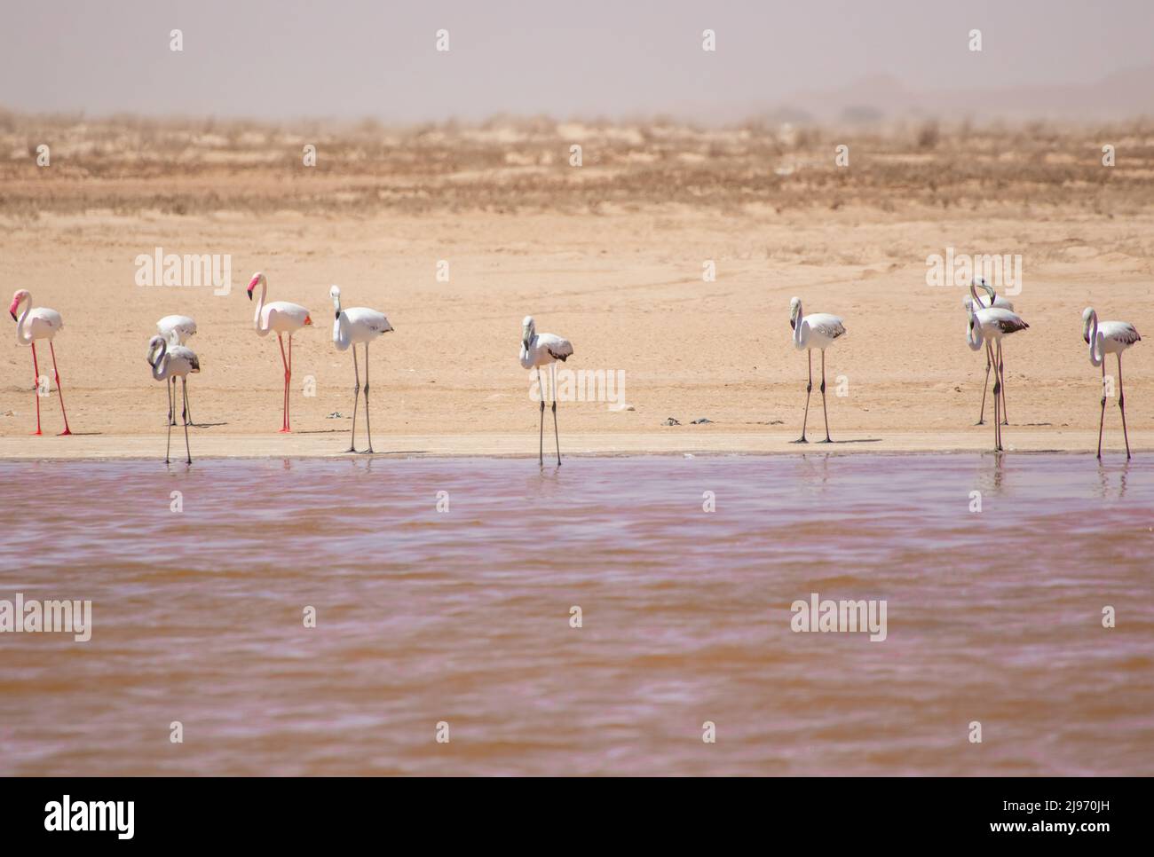 Oman pink lake hi-res stock photography and images - Alamy