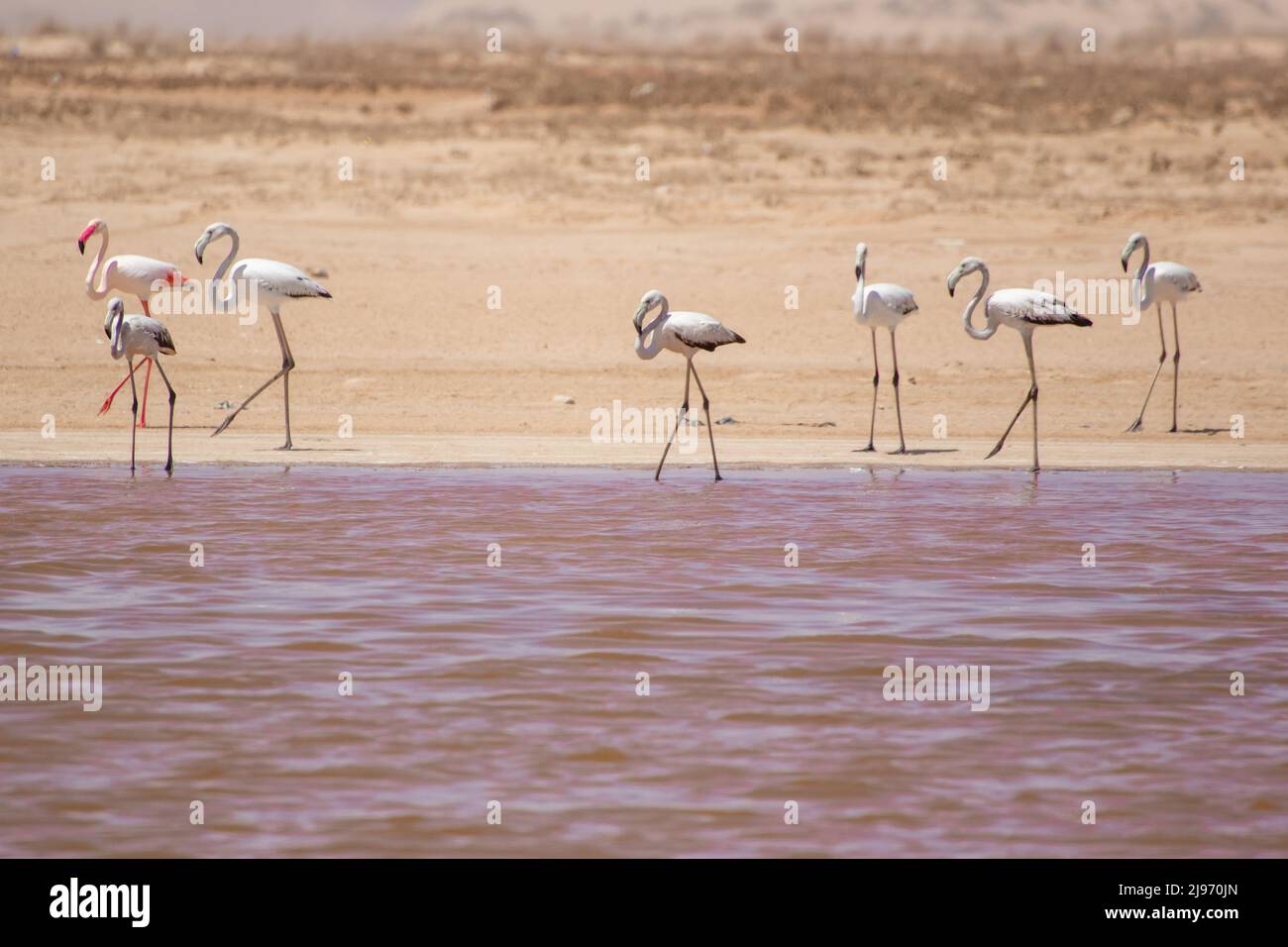 Oman red lake hi-res stock photography and images - Alamy