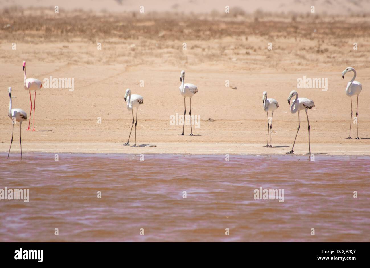 Oman pink lake hi-res stock photography and images - Alamy