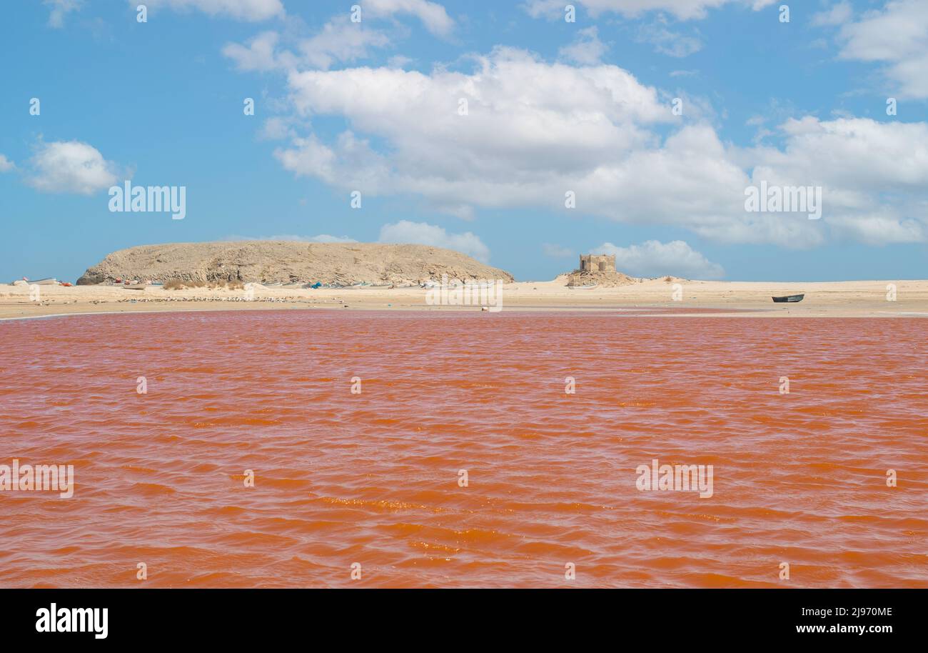 Along the seaside between Muscat and Al-Ashkhara it's not so uncommon ...