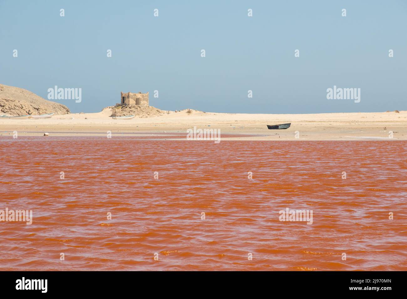Along the seaside between Muscat and Al-Ashkhara it's not so uncommon ...