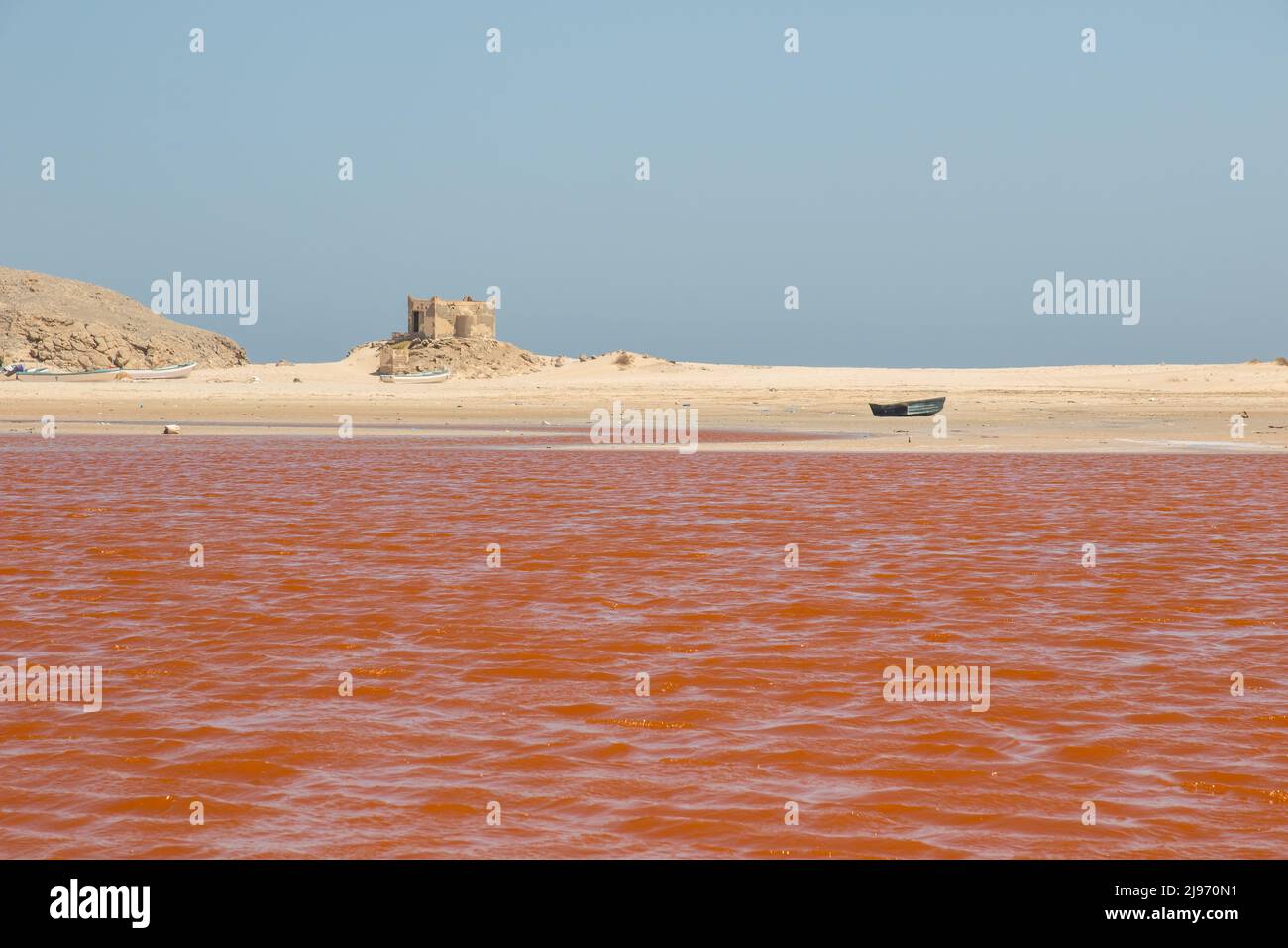 Along the seaside between Muscat and Al-Ashkhara it's not so uncommon ...