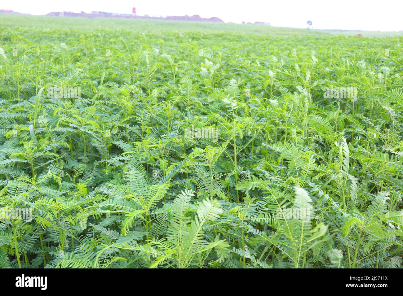 green colored dhaincha tree on farm for fueling Stock Photo - Alamy