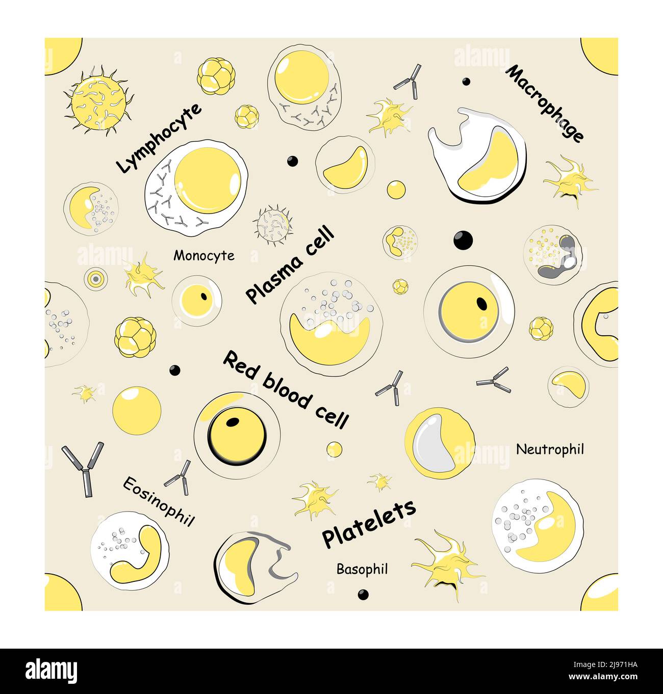 seamless pattern. red and white blood cells under microscope. Vector ...