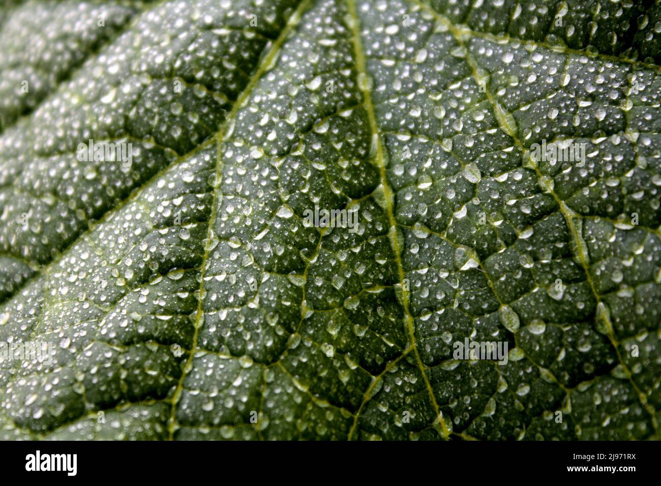 Wet leaf hi-res stock photography and images - Alamy