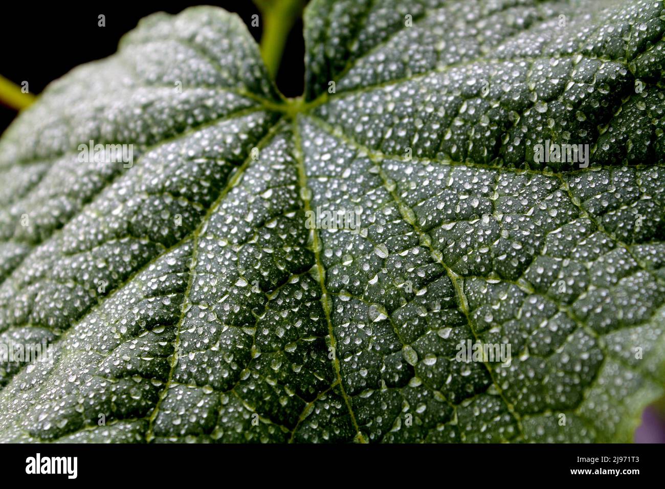 Cucumber leaf close up Stock Photo - Alamy