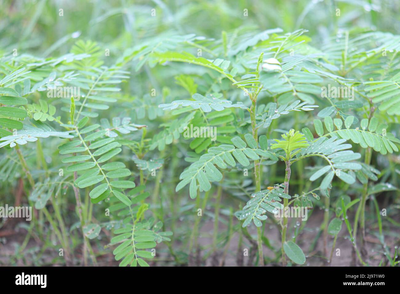 Dhaincha hi-res stock photography and images - Alamy