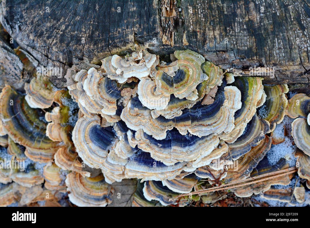 Turkey tail. Trametes versicolor, also known as coriolus versicolor and ...