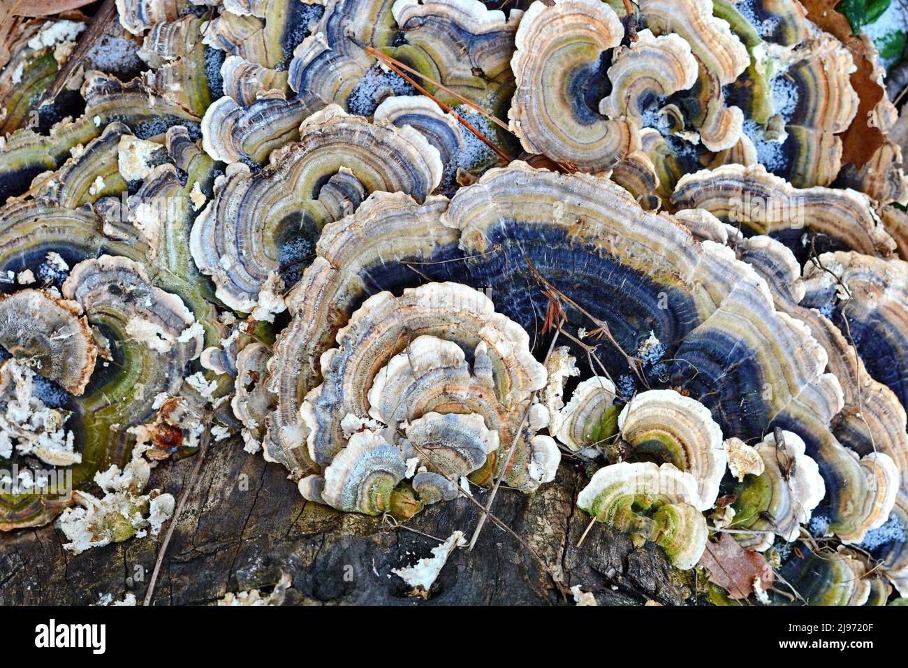 Turkey tail. Trametes versicolor, also known as coriolus versicolor and ...