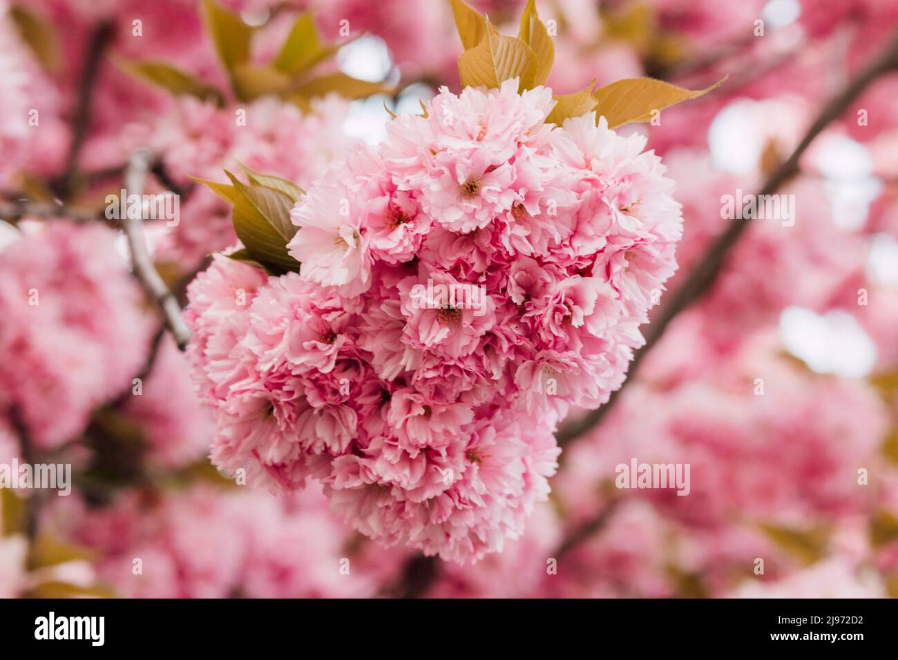 Beautiful pink blossom cherry hi-res stock photography and images - Alamy