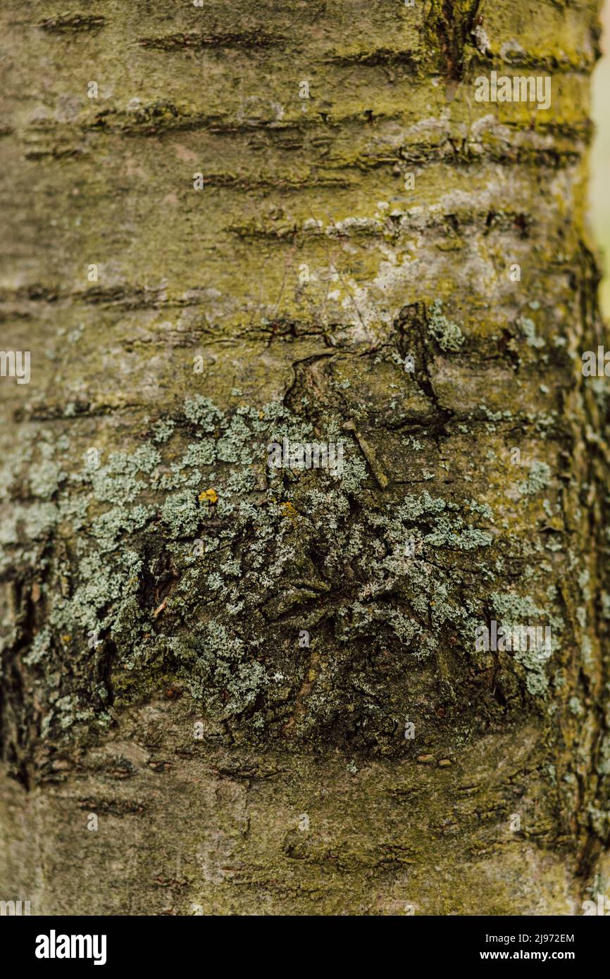Texture of the dark bark of an old tree Stock Photo - Alamy