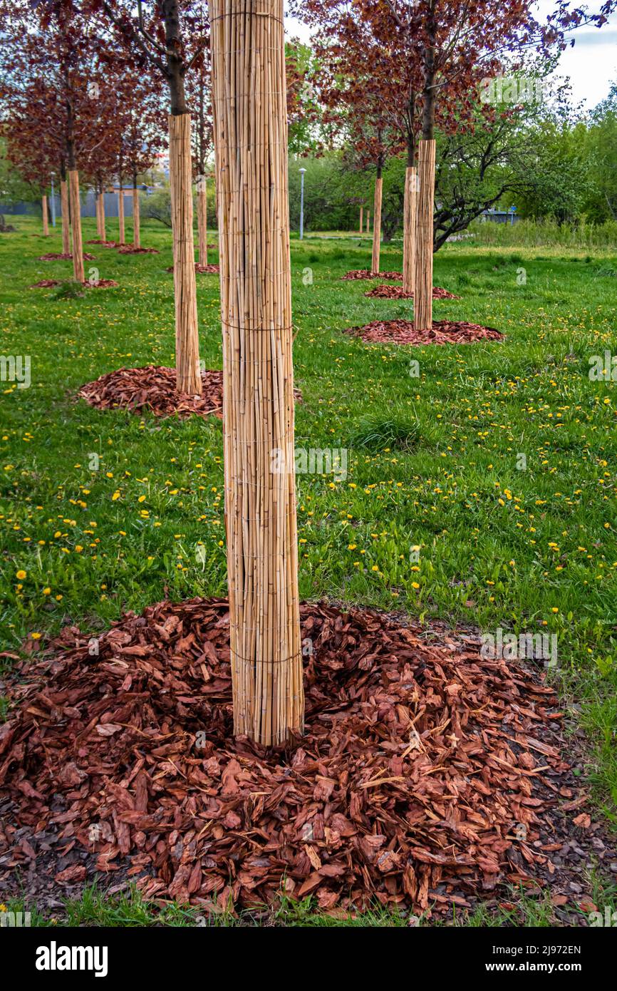 protection of the tree trunk and root system. High quality photo Stock ...